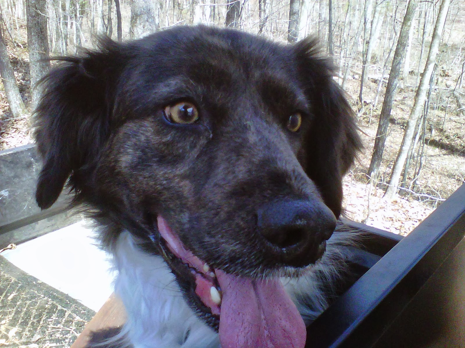 The Days of Johann, an agility dog!: Seeking out a little more dog ...