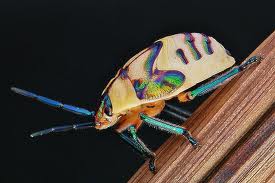 Zunka Bhakri......: The Natural Design of Beetles