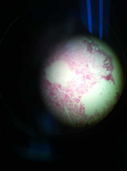 IBG Lab Report: March 2012