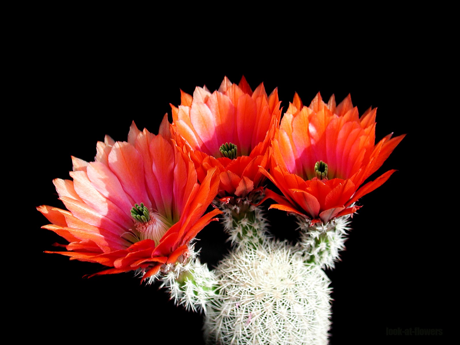 Red cactus flowers|Pictures of flowers