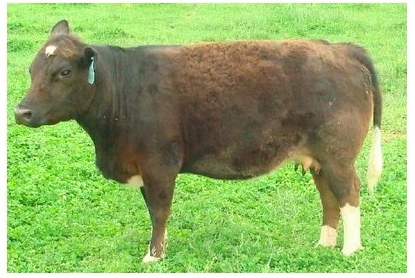 10 Miniature Cattle Breeds for Your Small Farm | Big Picture Agriculture