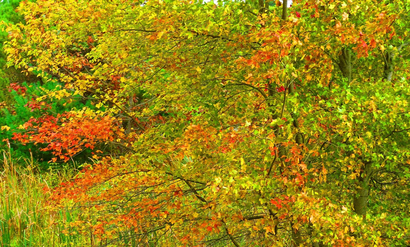 Joe's Retirement Blog: Autumn, Tidmarsh Wildlife Sanctuary, Mass ...