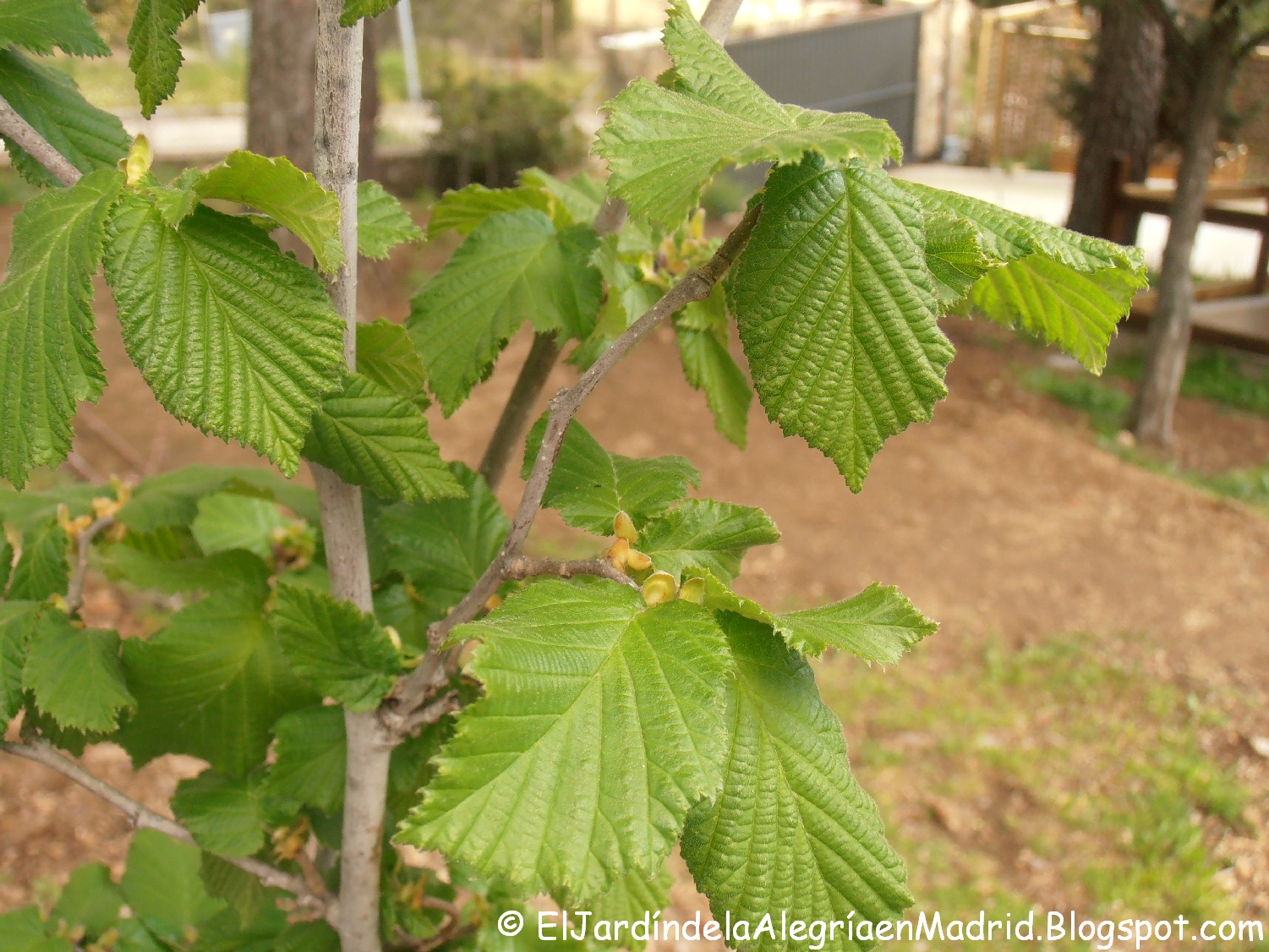 El jardín de la alegría : Hojas. Lisas, suaves, rugosas, dentadas ...