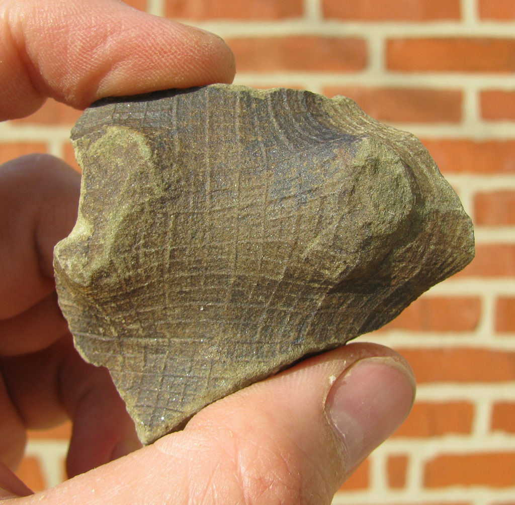 Views of the Mahantango: Hydnoceras bathense fossil glass sponge from ...