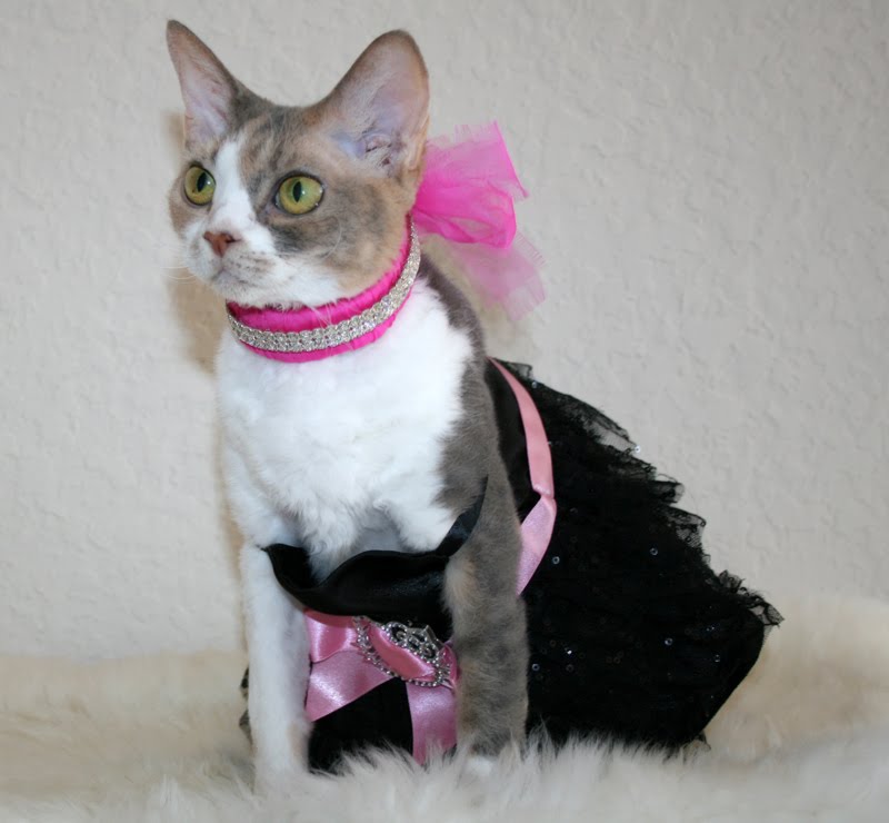 Daisy the Curly Cat: Fancy Hello Kitty!