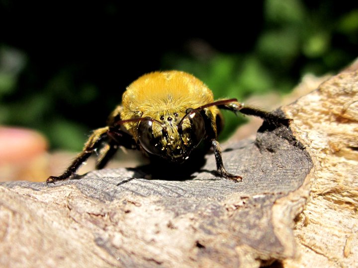Biodiversity of Cyprus by NGO Protection of the Natural Heritage and ...