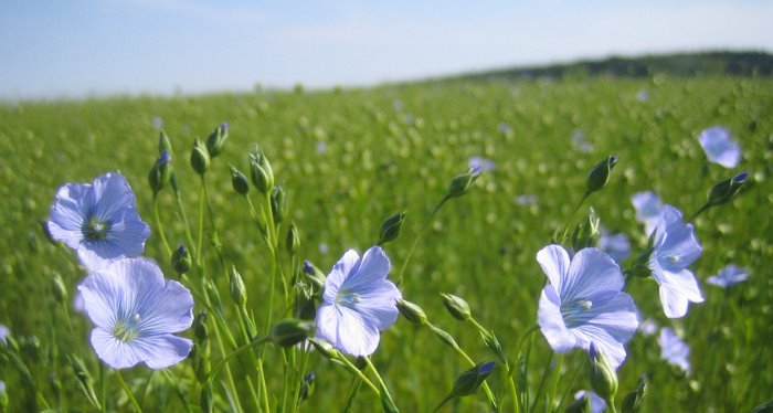 LAN ZA LIJEČENJE INFEKCIJA I UPALA