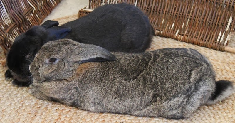 Tales from The Raspberry Rabbits: January 2014