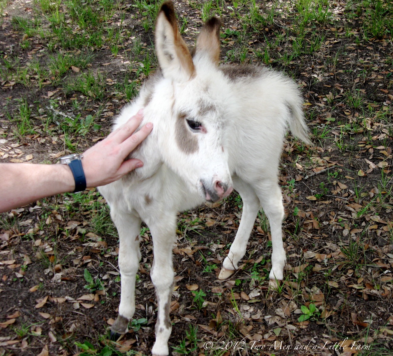 Two Men and a Little Farm: BABY MINIATURE DONKEY