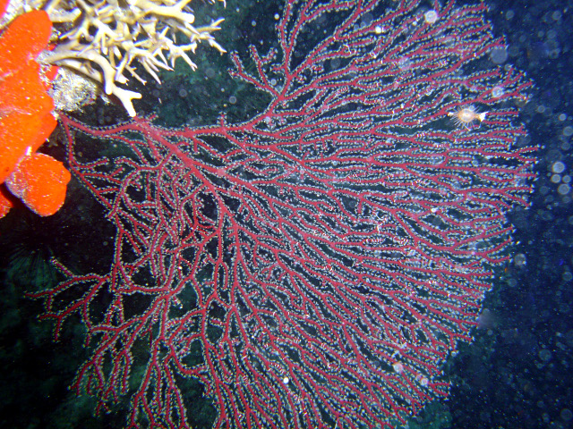 Variety of Life: Gorgonaria
