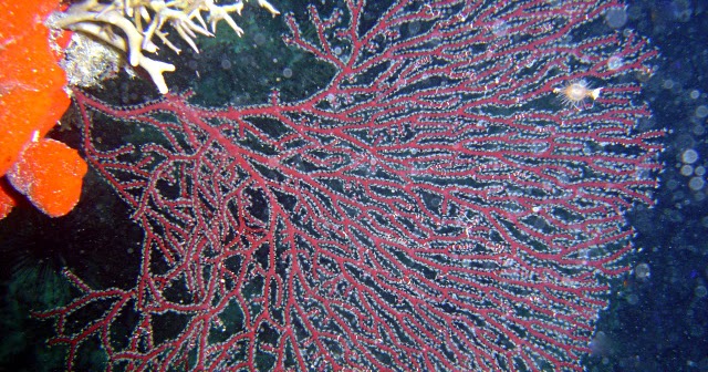 Variety of Life: Gorgonaria