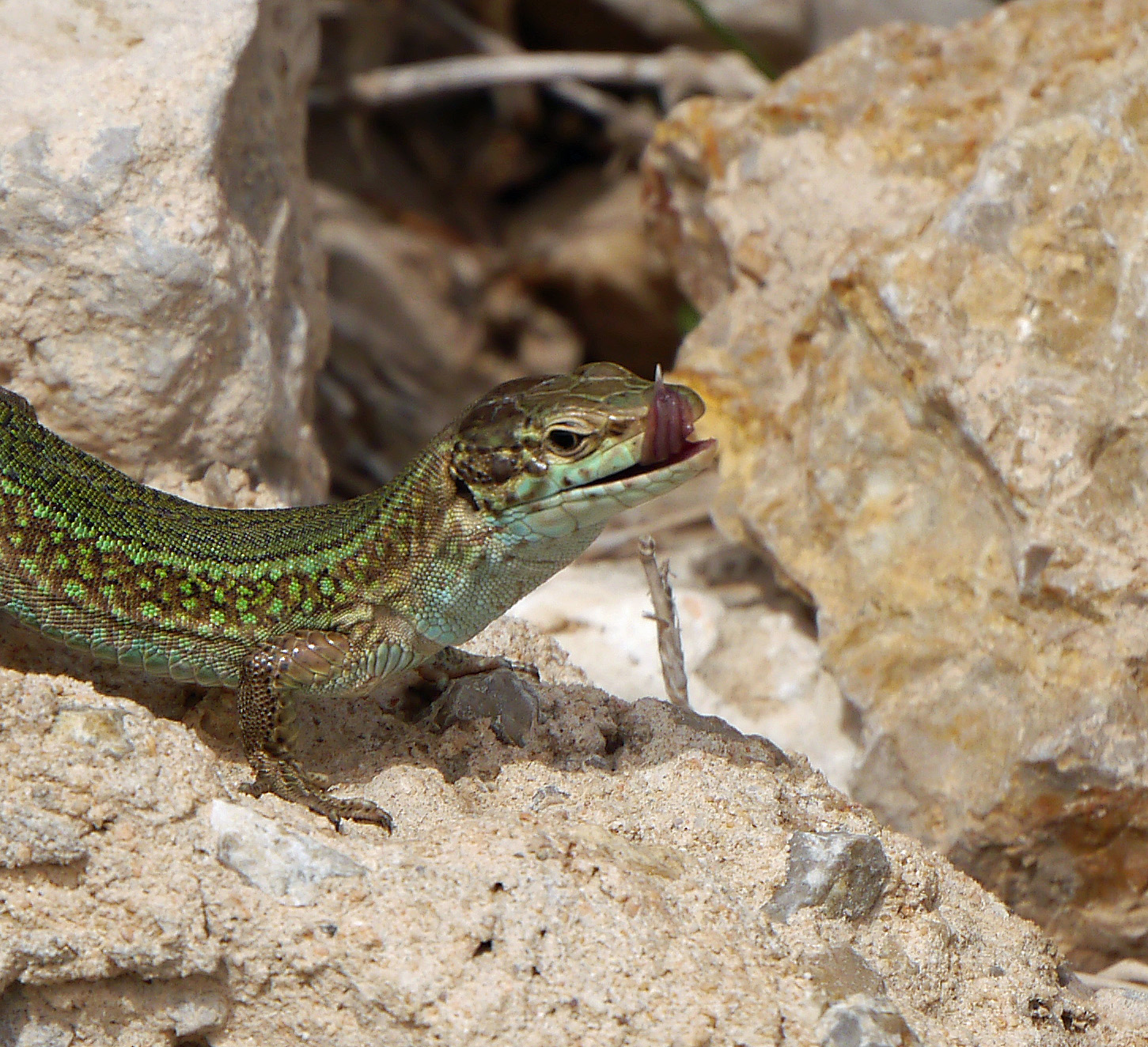 ANFIBIOS Y REPTILES Y PEQUEÑOS MAMIFEROS.: 2015