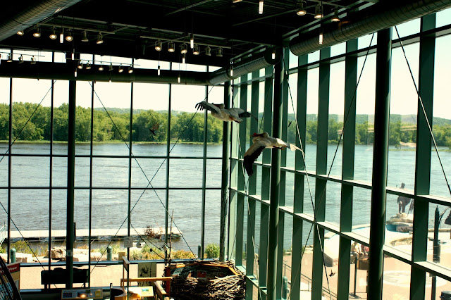 A Little Time and a Keyboard: National Eagle Center in Wabasha, Minnesota