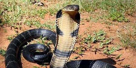 Macam-macam ular berbisa di Indonesia | Blog Sunadinata