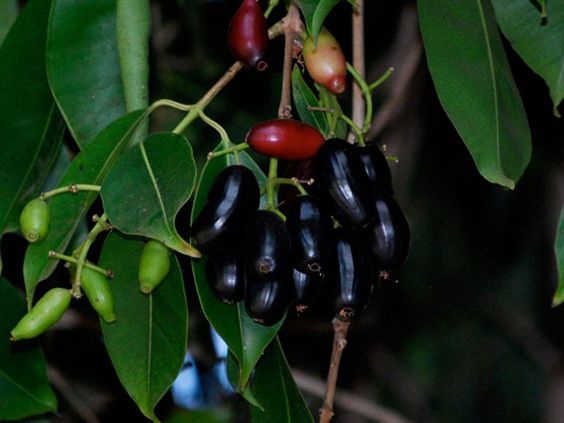 JAMBLON czyli Czapetka Kuminowa