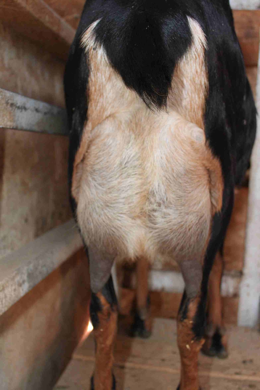 Easy Living the Hard Way: Udderly Confused At First