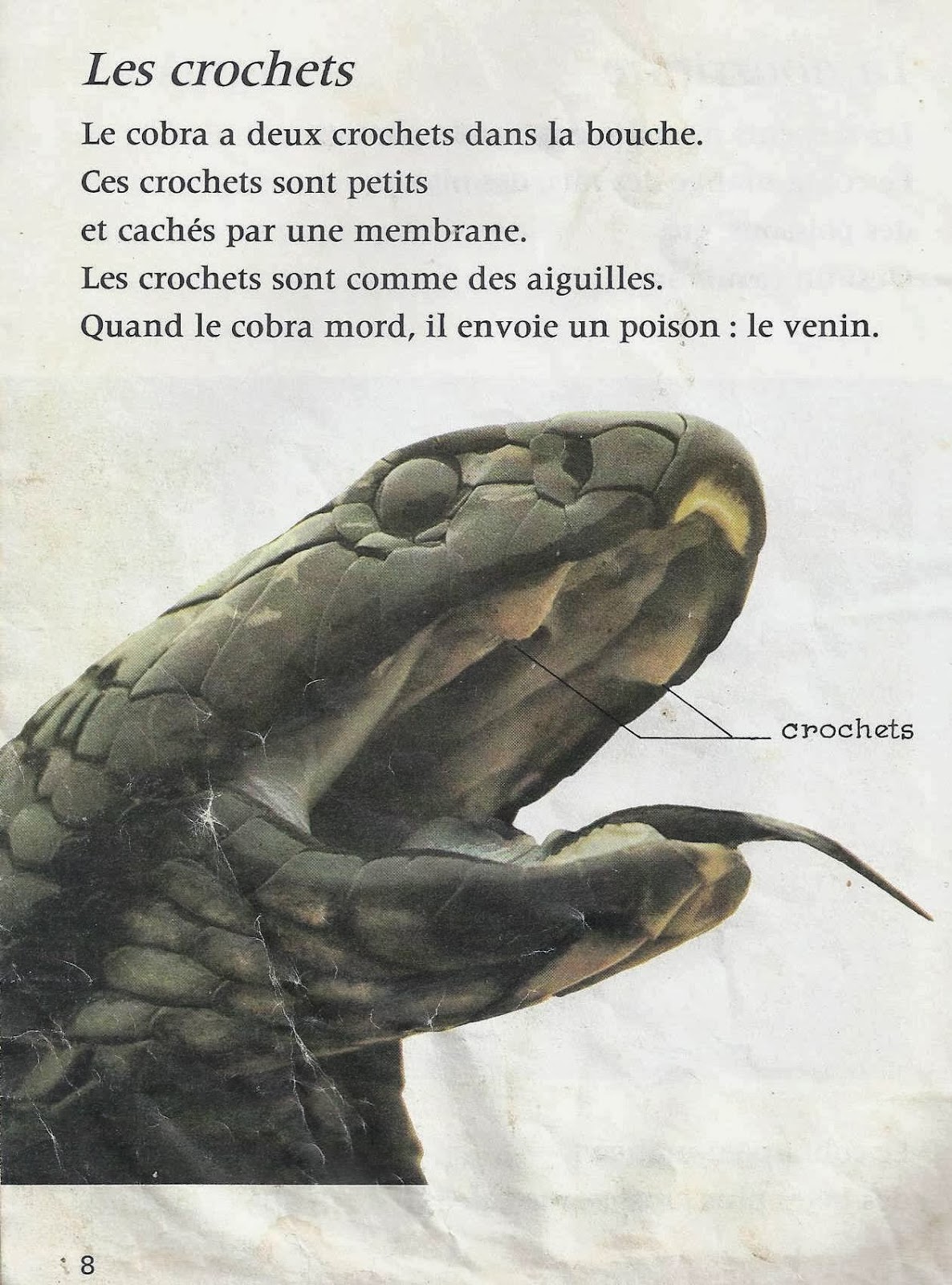 Leçons de choses: Le cobra