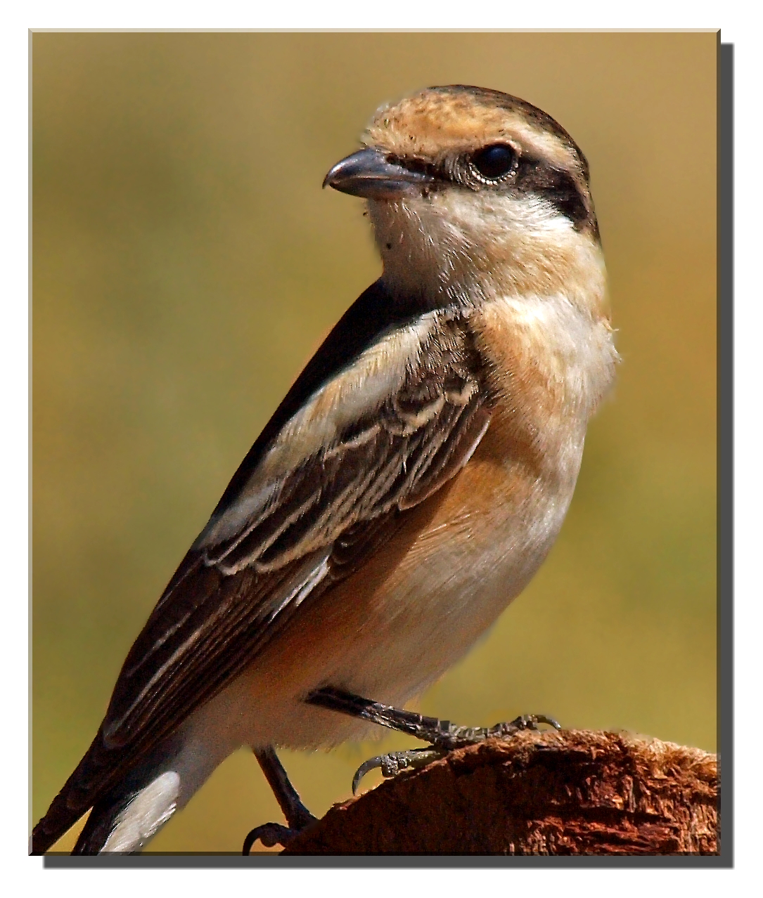 Burung Cendet - Long-Tailed Shrike (Lanius schach) - Ryan Maigan Birds