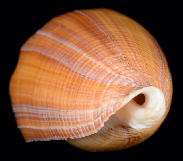 Dr. Lee's Gallery Museum: Conus sulcatus bocki 74.7mm 木乃伊芋螺