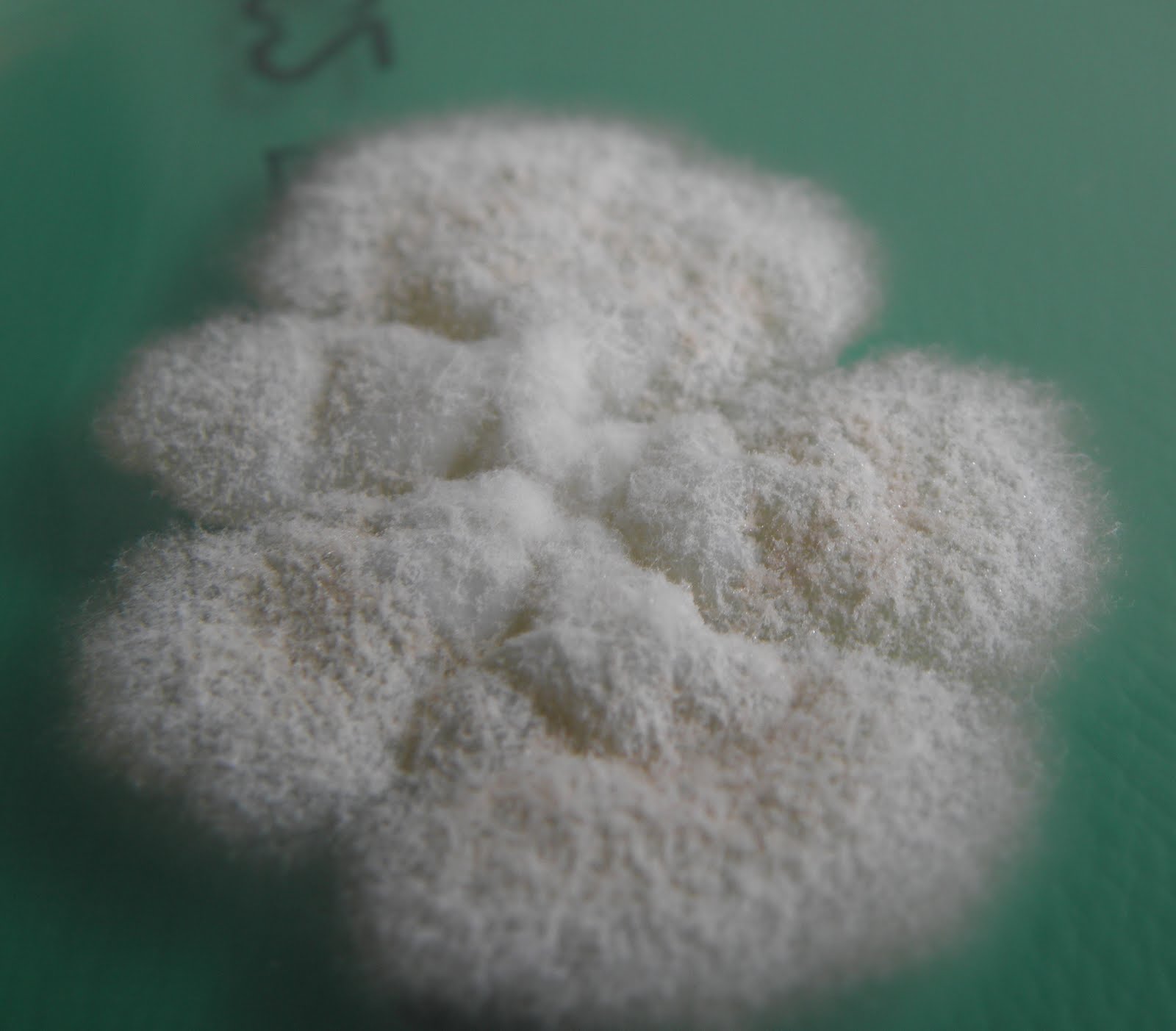 ATLAS MICOLOGIA: SCOPULARIOPSIS BREVICAULIS
