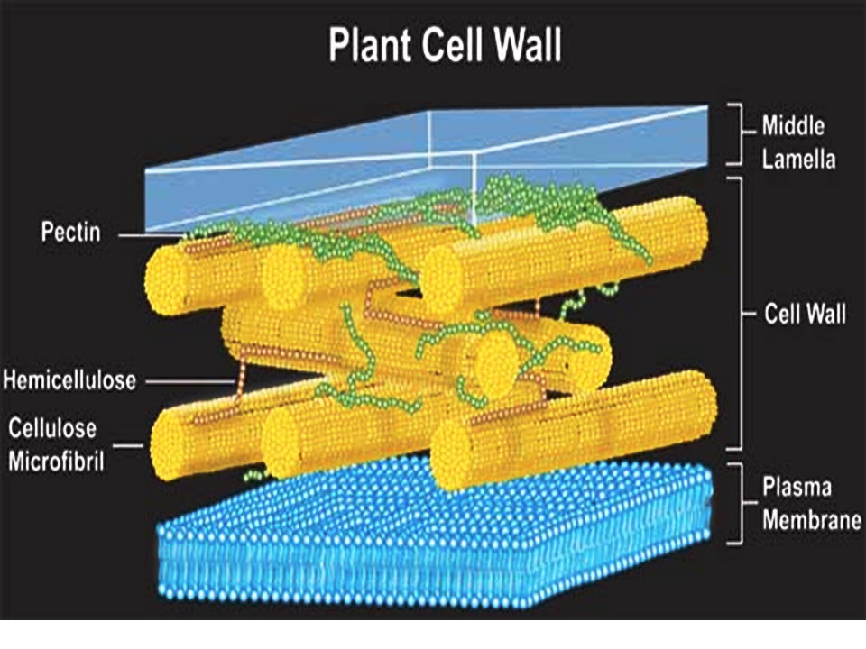 SONU ACADEMY: PLANT CELL -TEXT