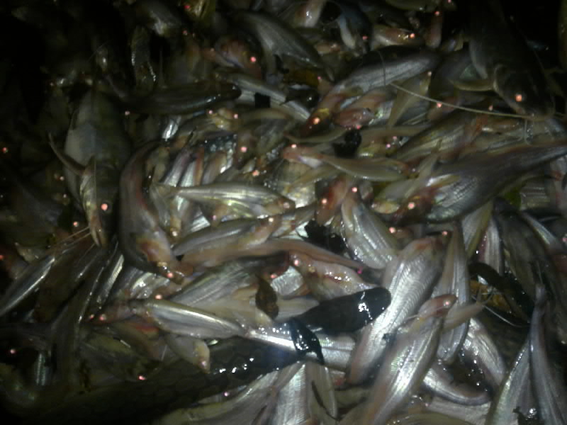 : JUAL IKAN LAUT RUCAH UNTUK PAKAN ALTERNATIF | Big Promotion's