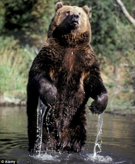 Arquivos do Insólito: Ufologia, Criptozoologia, Fenômenos Anômalos ...