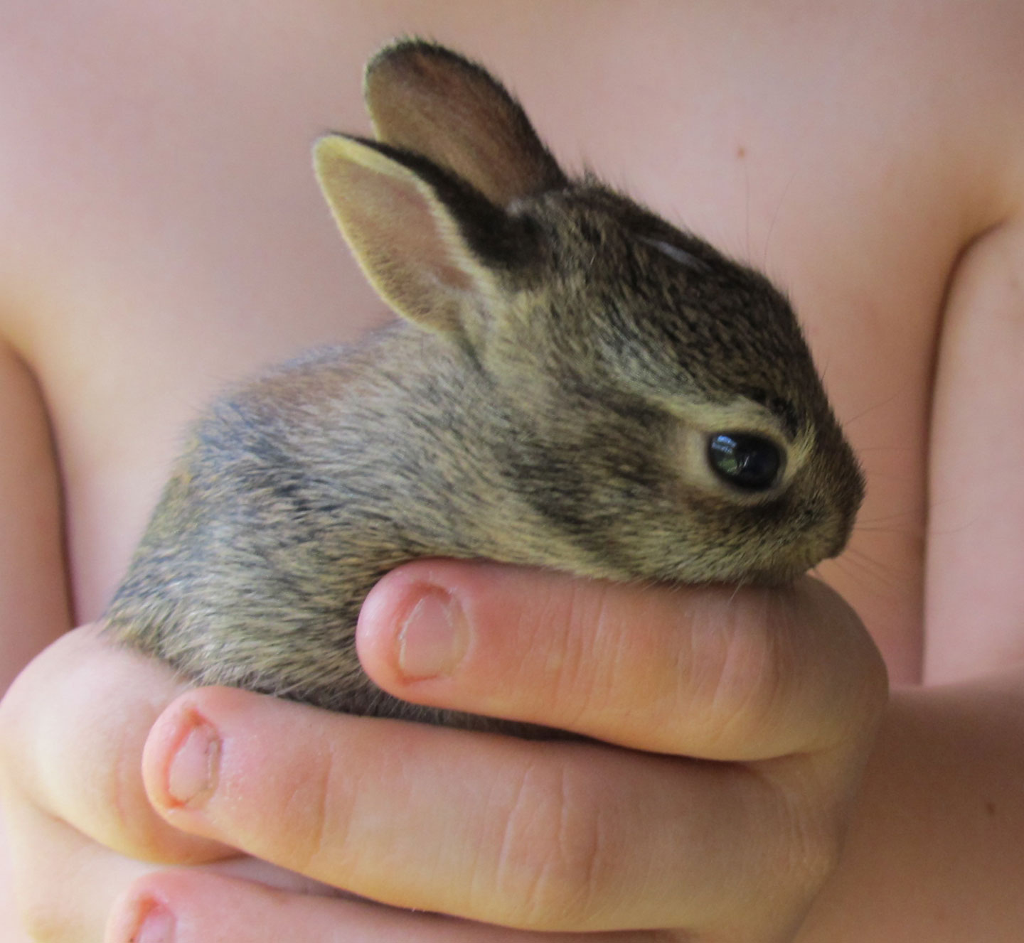 life with 4 kiddos: Baby bunnies... again