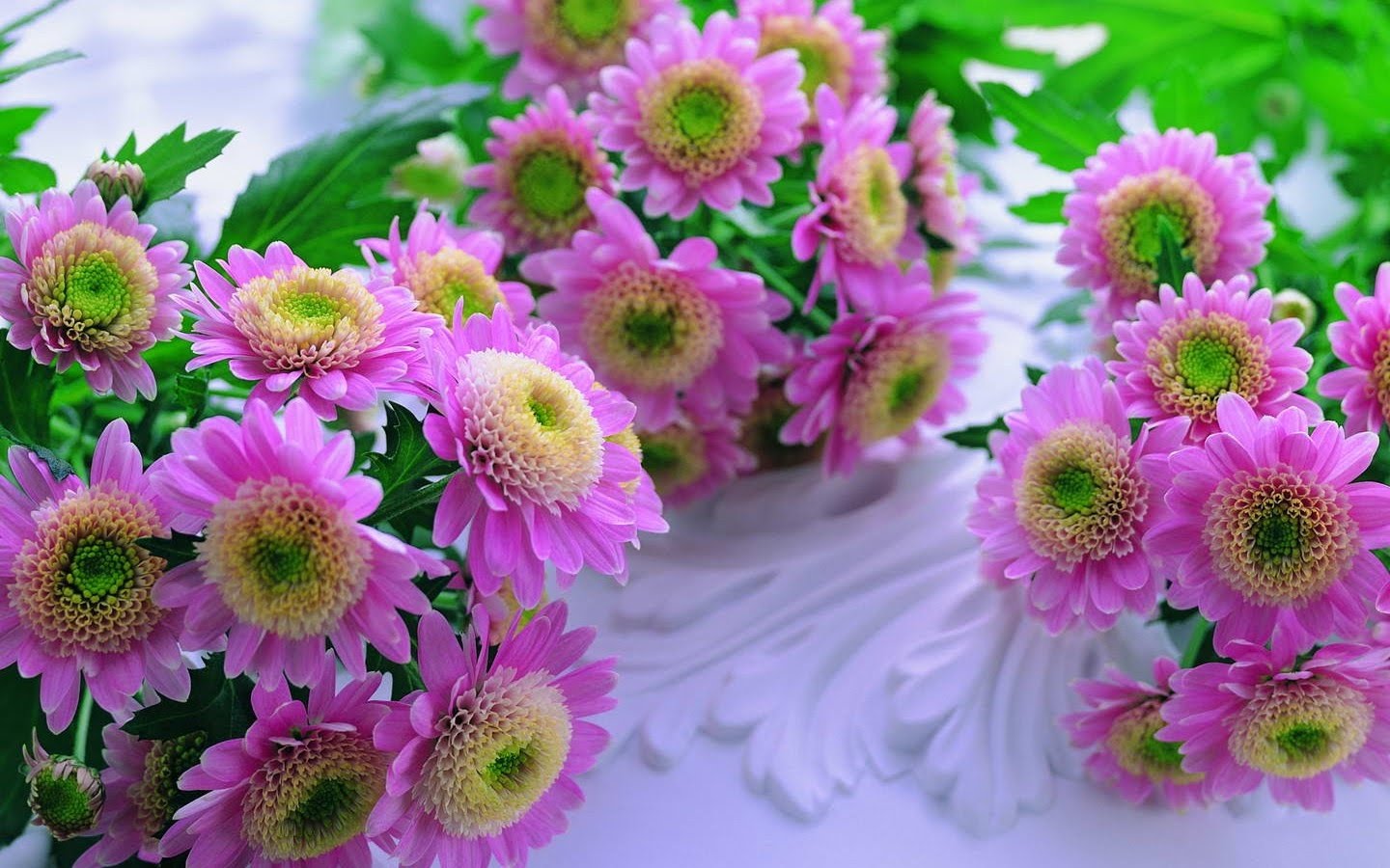 flowers for flower lovers.: Desktop Beautiful Flowers HD Wallpapers.