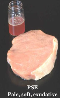 Tecno Food +: CARNES PSE E DFD