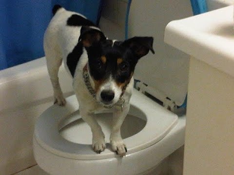 5 Important Dog Toilet Training Tips - Doglopedix