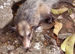 tireotubo: Cassaco, o gambá que vive no Ceará.
