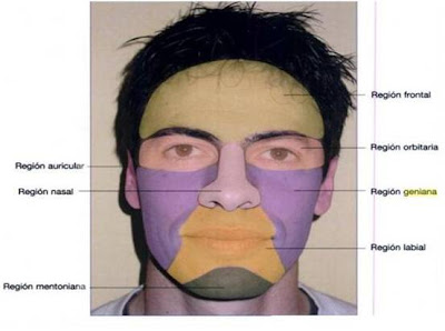 Tutorial Anatomía Cabeza y Cuello: Region Mentoniana
