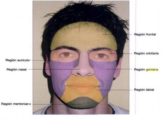 Tutorial Anatomía Cabeza y Cuello: Region Mentoniana