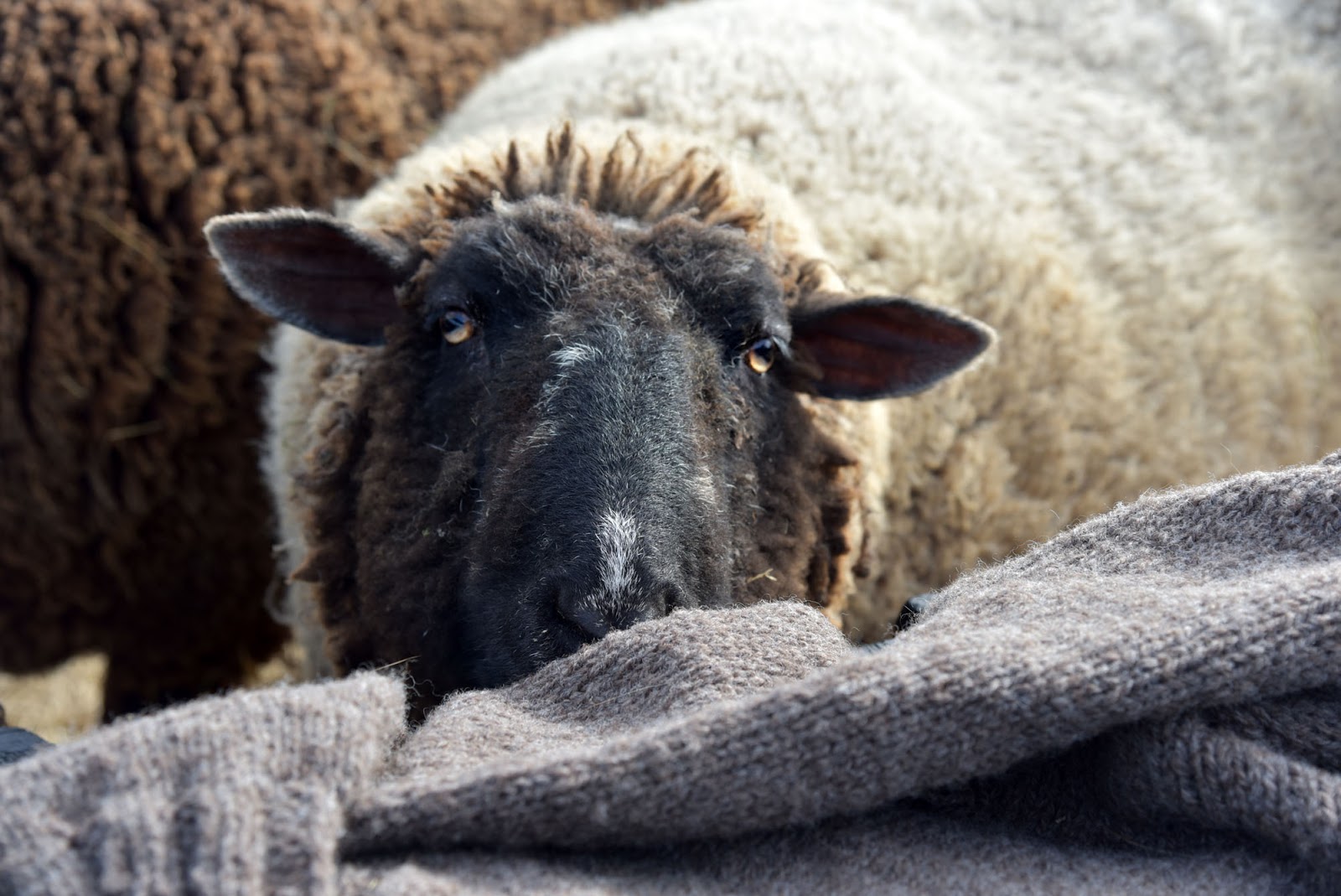 Punkin's Patch: How Many Sheep Does It Take To Knit A Sweater?