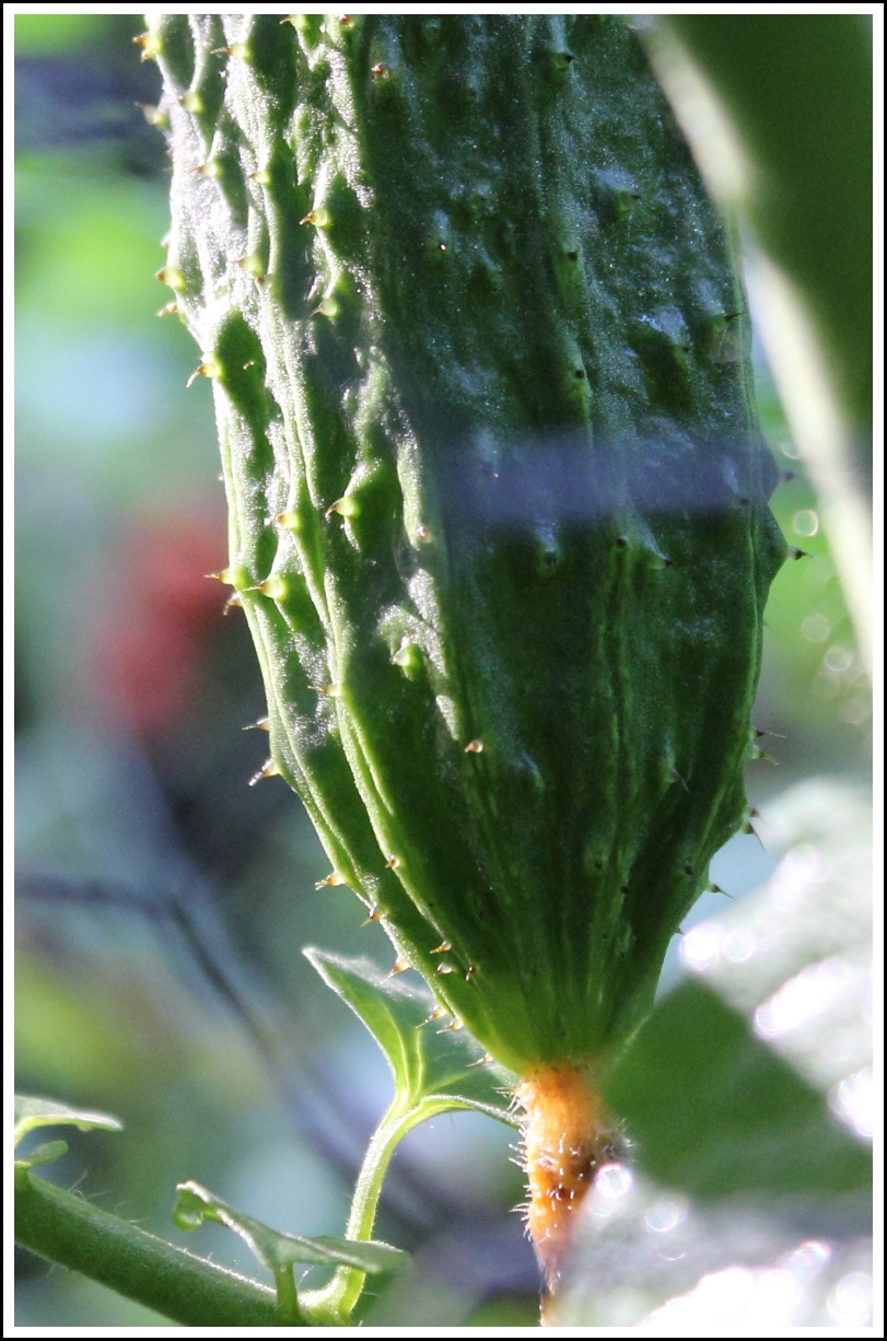 Texas Adventures in New England: July 2012