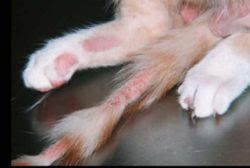 VetPlanet Animal Affairs: Fungal infections in cats