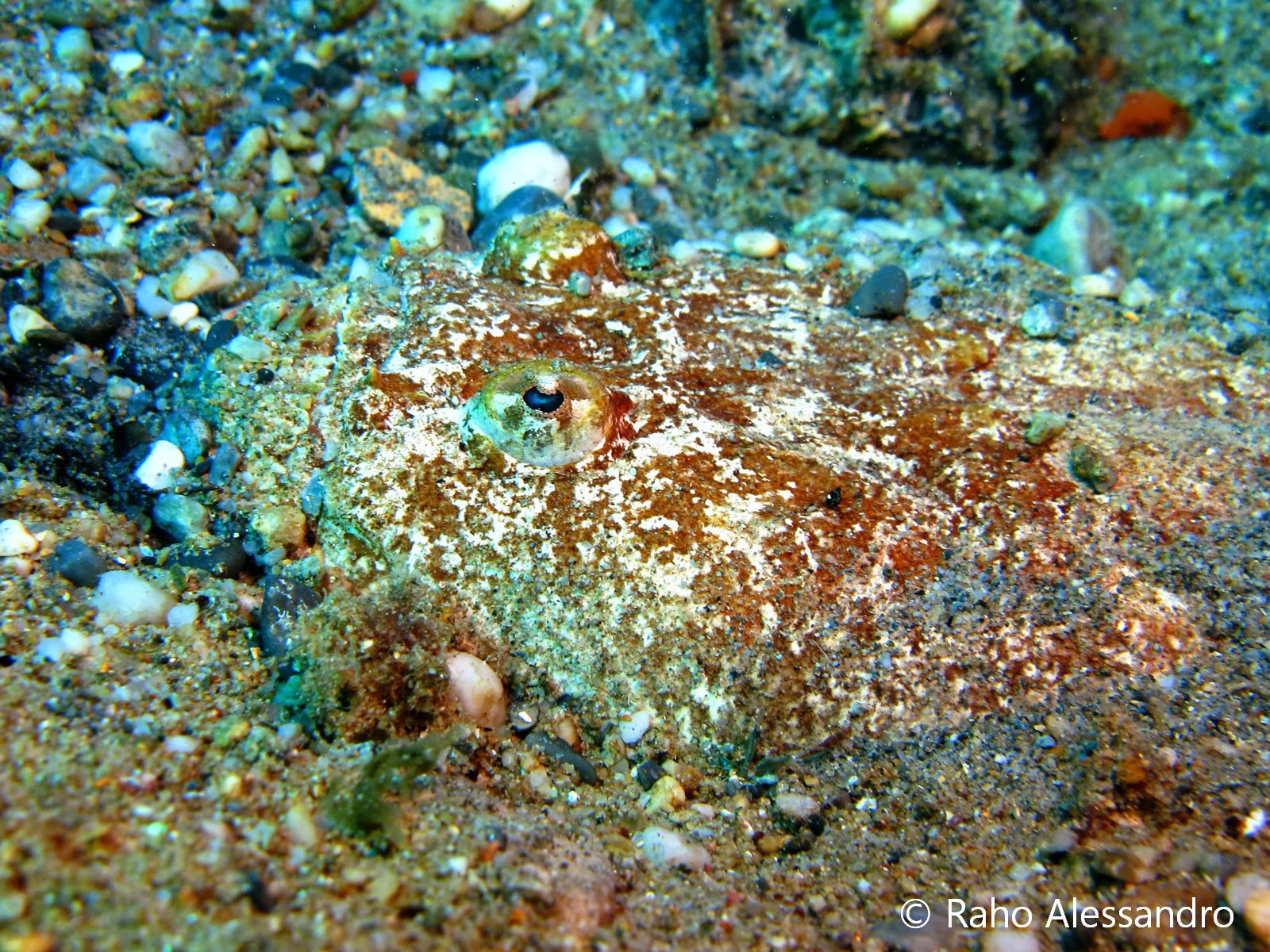 Necton e Plancton: Pesci: Pesce Prete