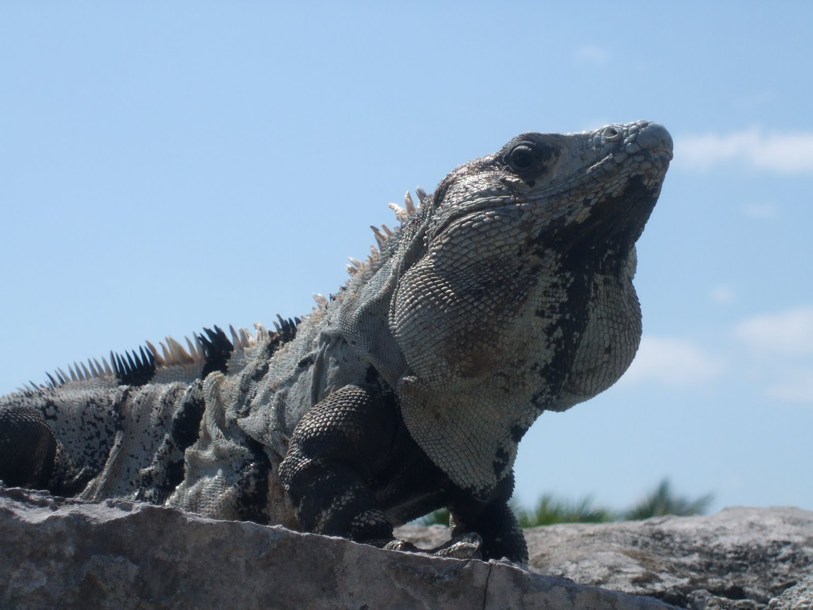 Rosemary's Sampler: Tropical Lizards