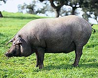 LOS LOBOS-SAUQUILLO: LA RIFA DEL CERDO