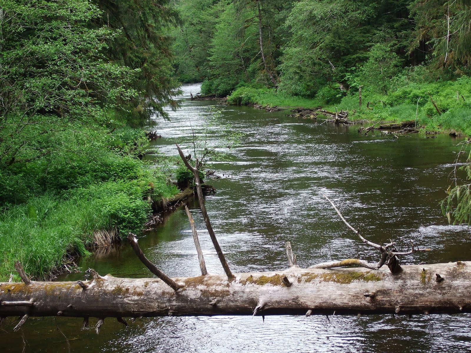 Dispatches from Camp Ketchikan: Ward Lake and Harriet Hunt Lake