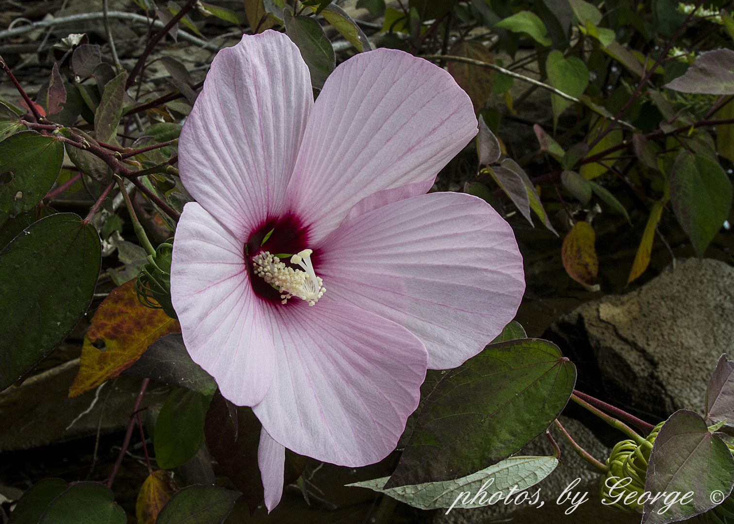 "What's Blooming Now" : Halberd-Leaved Rose Mallow (Hibiscus laevis)