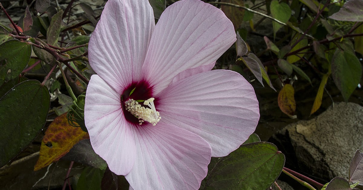 "What's Blooming Now" : Halberd-Leaved Rose Mallow (Hibiscus laevis)