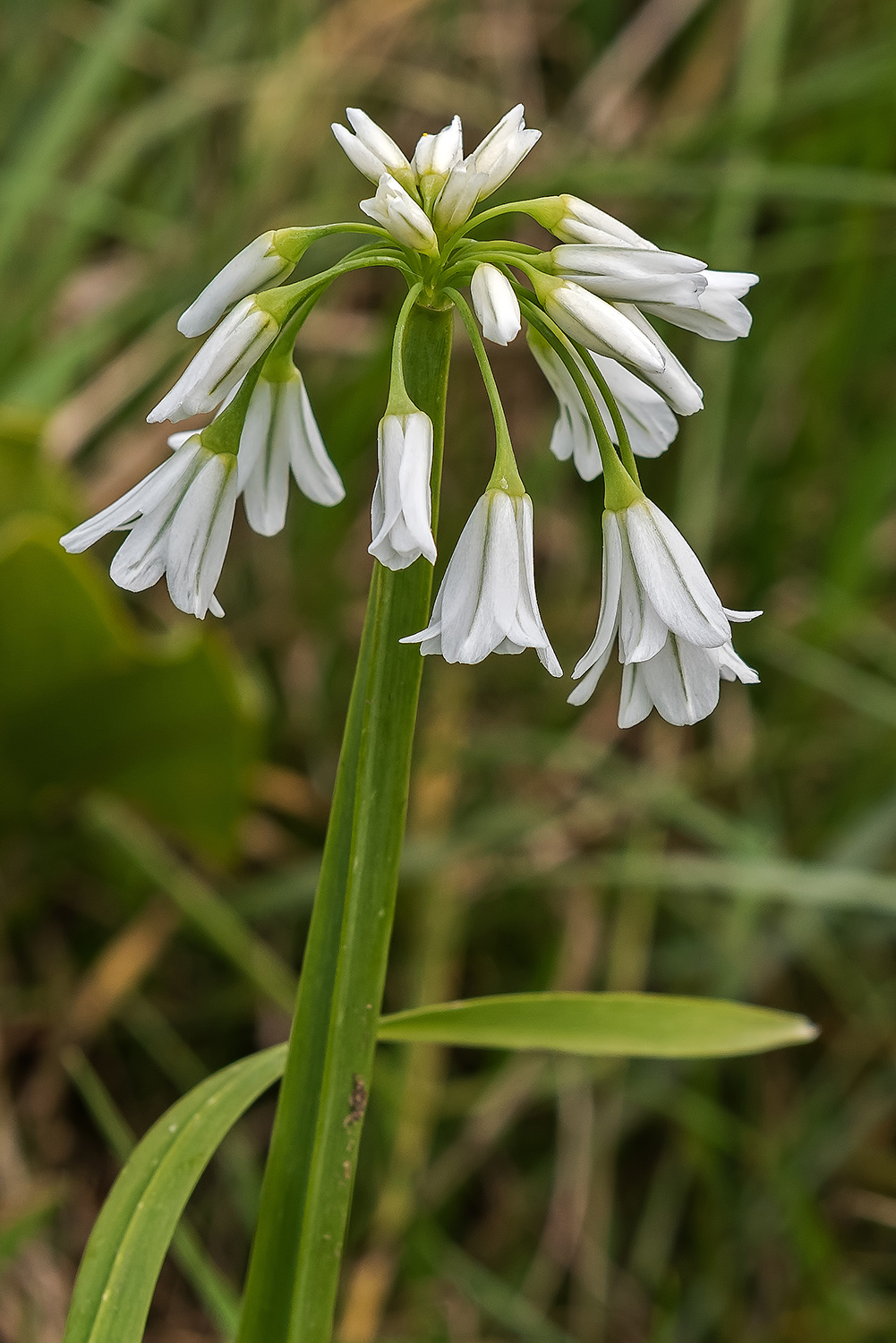 Flores y Paisajes de Asturias : Allium triquetrum