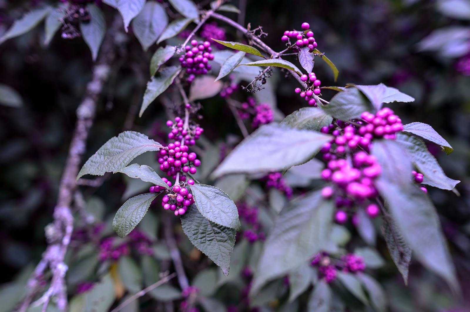 Bubba's Garage: Photos of Biltmore Gardens in the Fall