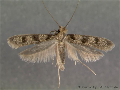 Winjama: Dust Bugs, Bagworms, and Casebearers