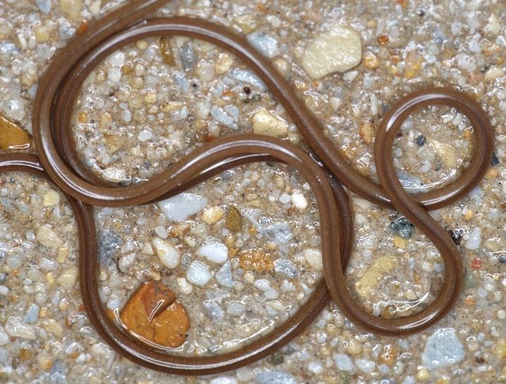 CUADERNO DE CAMPO del Treparriscos: Crine de Caballo (Gordius aquaticus).