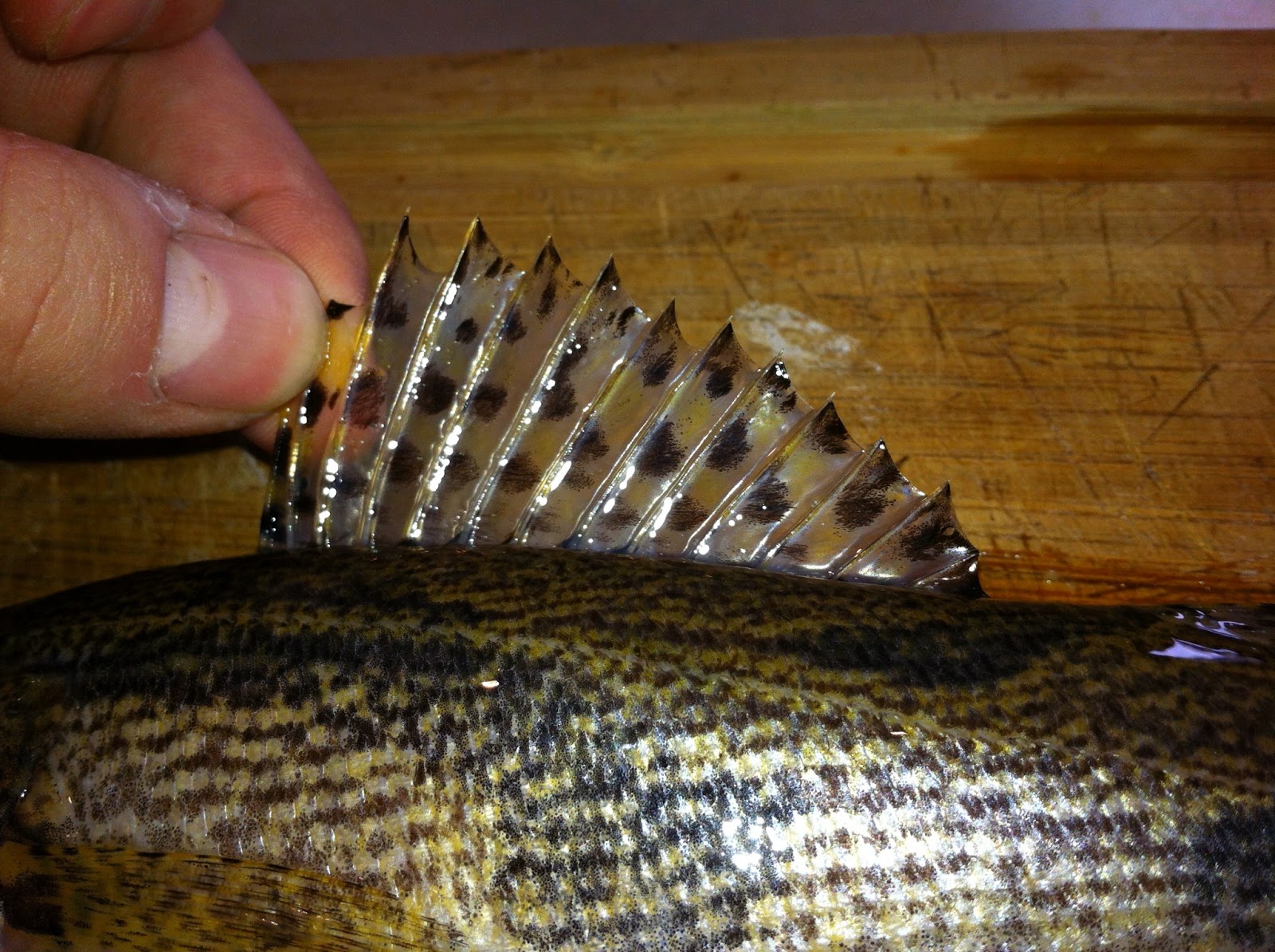 Gael Glen Farm & Apiary: Walleye Fish Identification