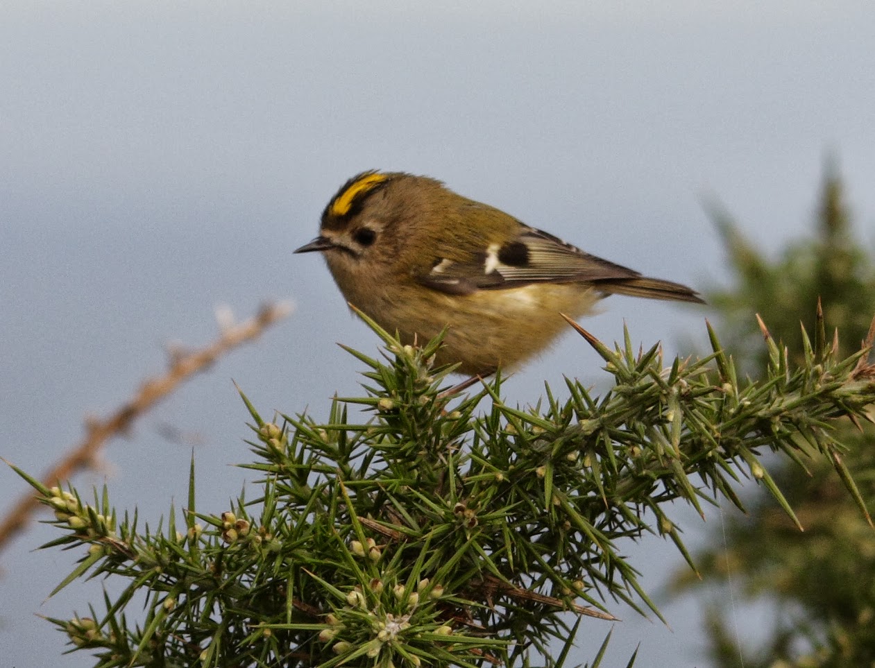 We Bird North Wales: Great Orme Firecrest