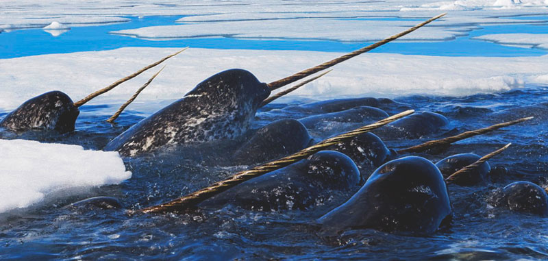 2008B Eskolapioak: Narbala